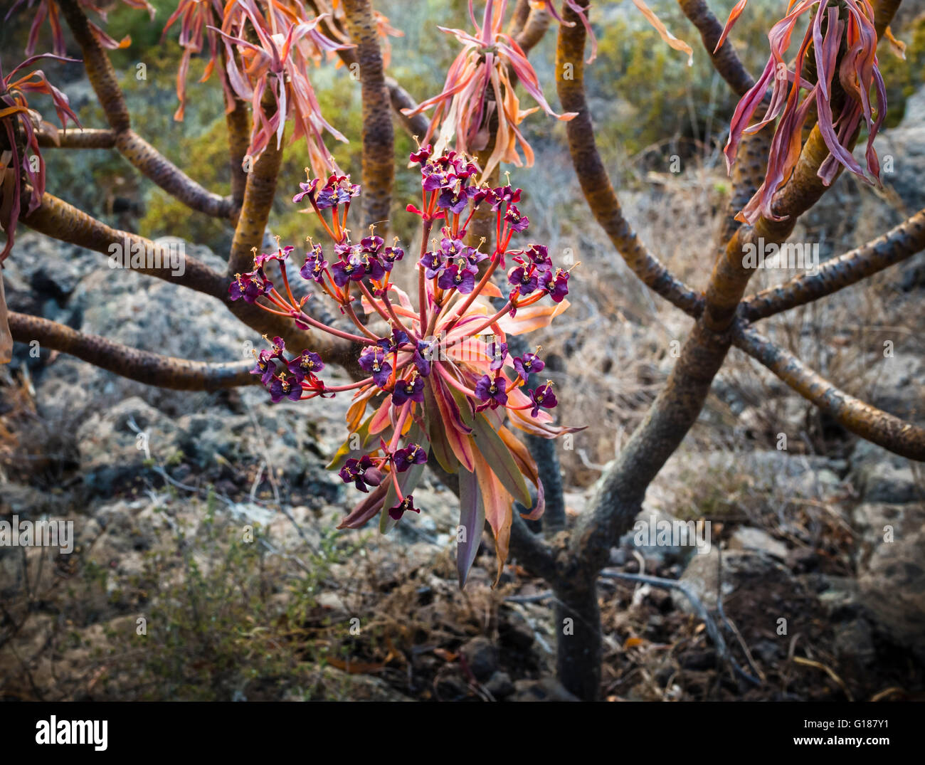 Euphorbia atropurpurea (purple-flowering tabaiba) in flower at Barranco ...