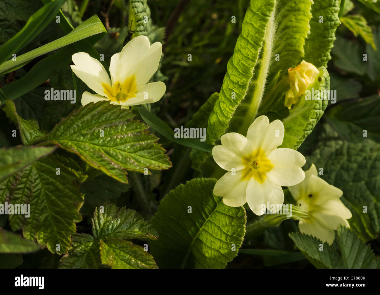 Wild primrose hi-res stock photography and images - Alamy