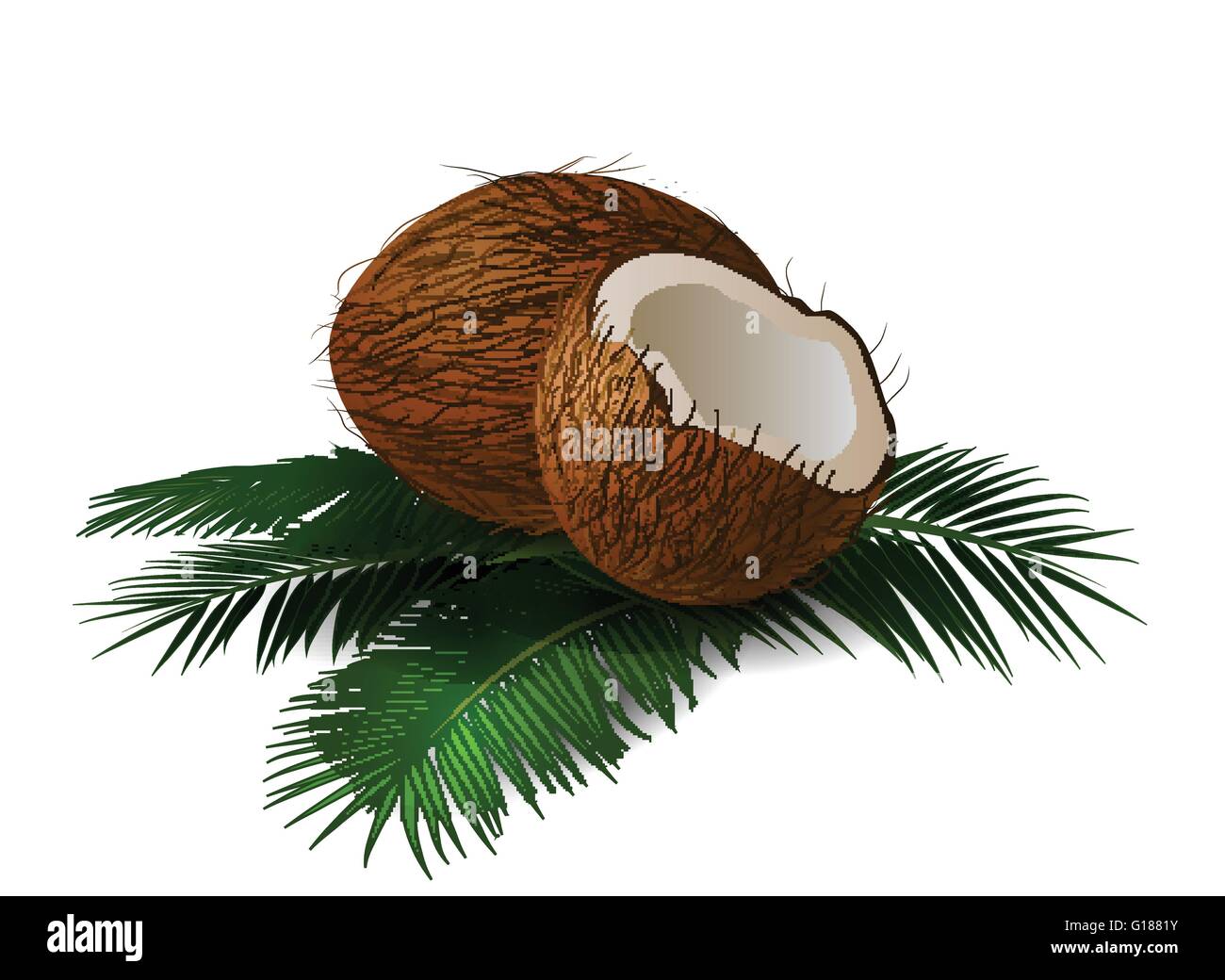 Coconut whole isolated Stock Vector Images - Alamy