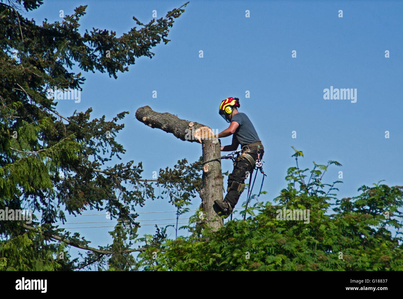 Faller tree hi-res stock photography and images - Alamy