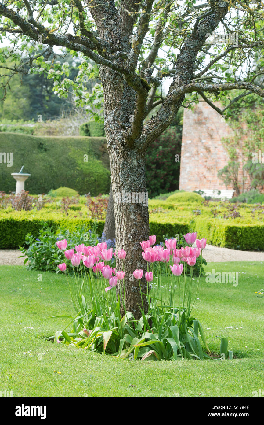 The tulip tree kent hi-res stock photography and images - Alamy