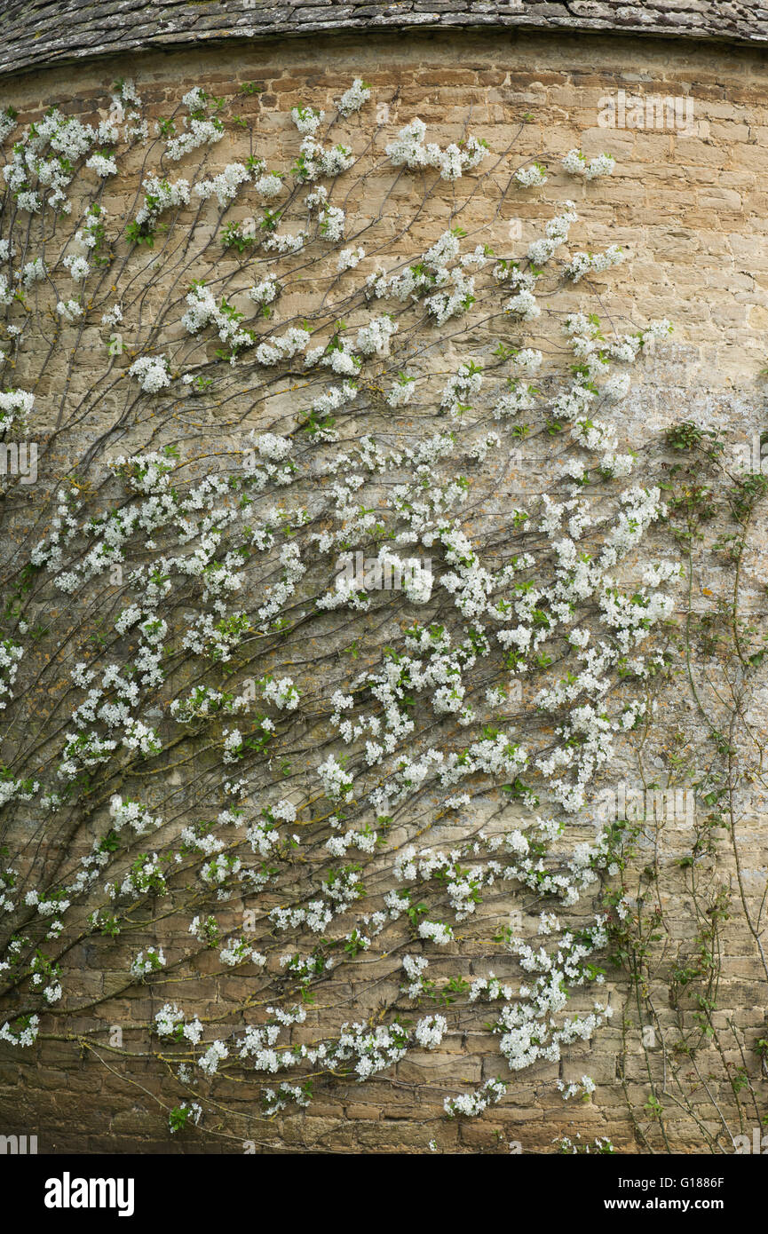 Fruit trees growing against wall hi-res stock photography and images ...