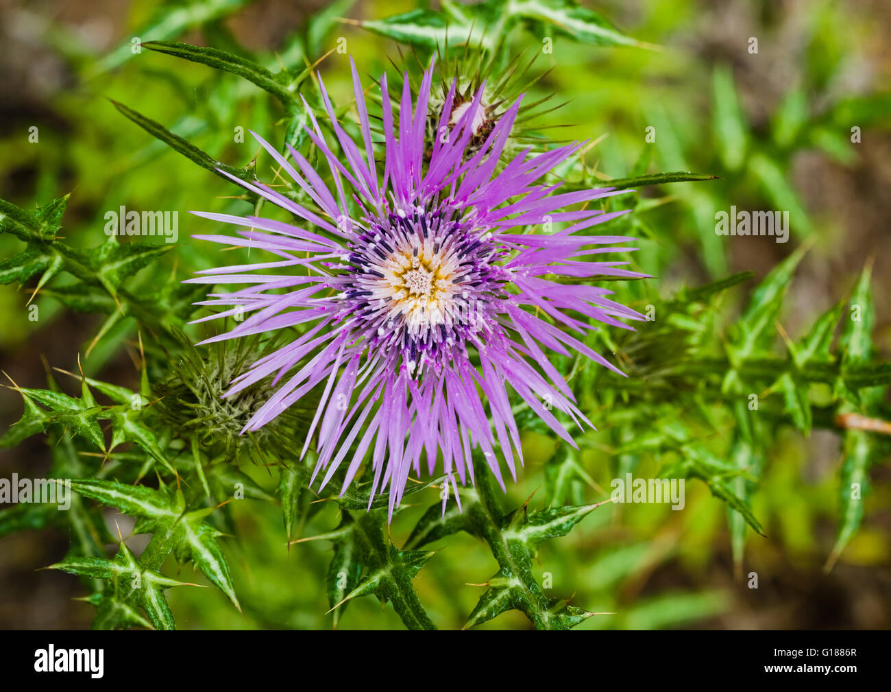 Galactites tomentosa, a widespread species of thistle, growing wild ...