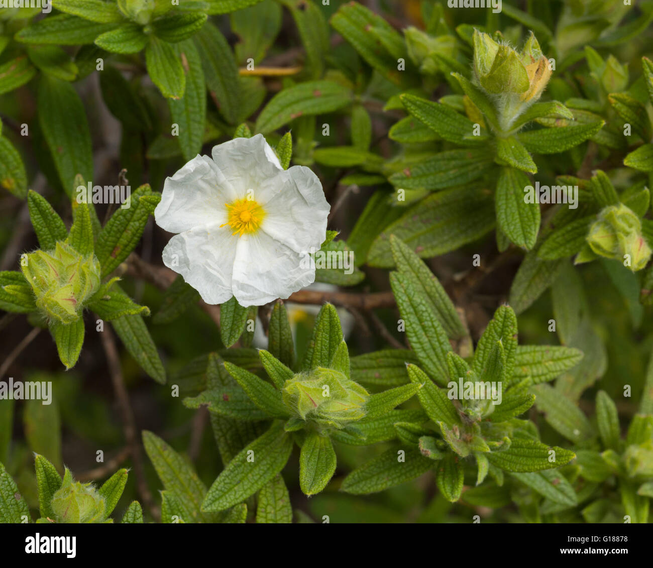 Close-up of flower of narrow-leaved cistus (Cistus monspeliensis) in ...