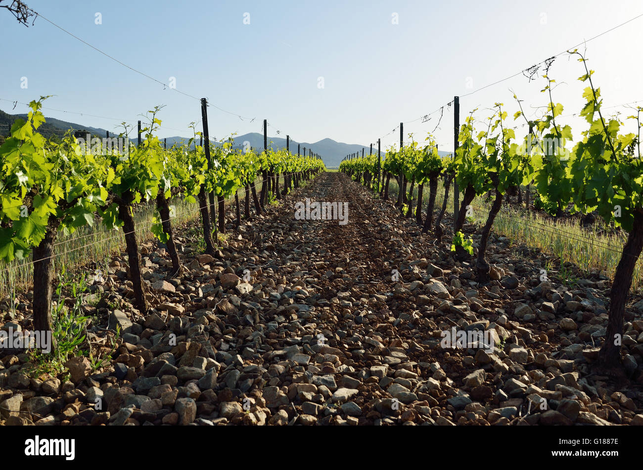 Grapevine plantation hi-res stock photography and images - Alamy