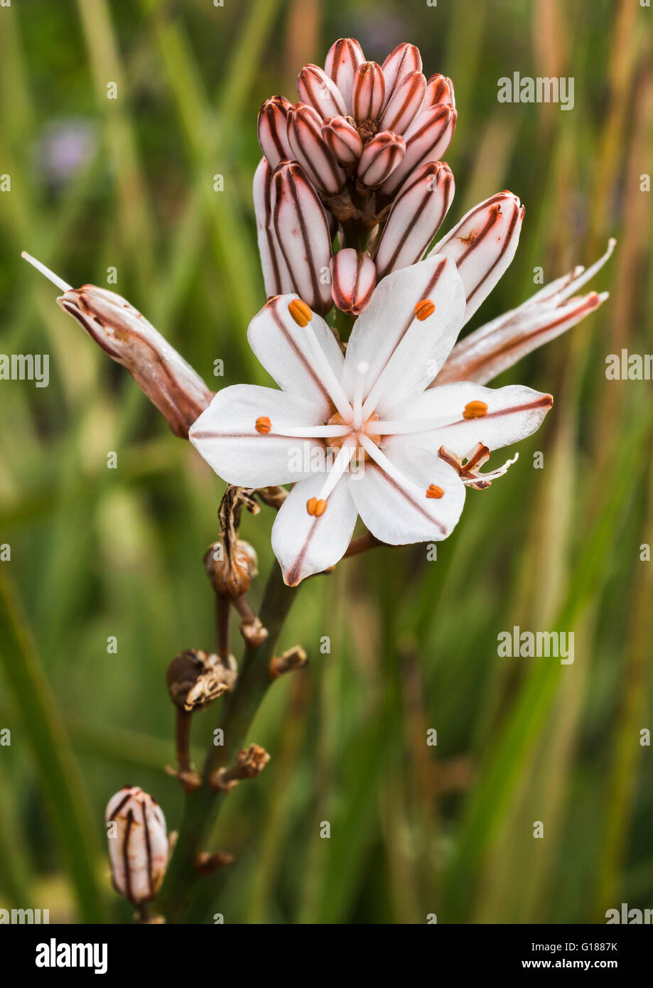 Asphodel Flower