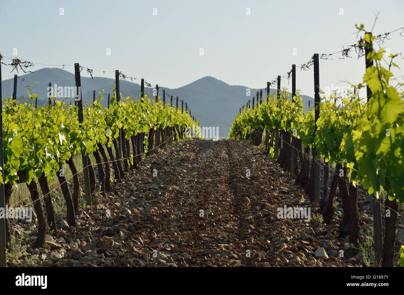 Grapevine plantation hi-res stock photography and images - Alamy