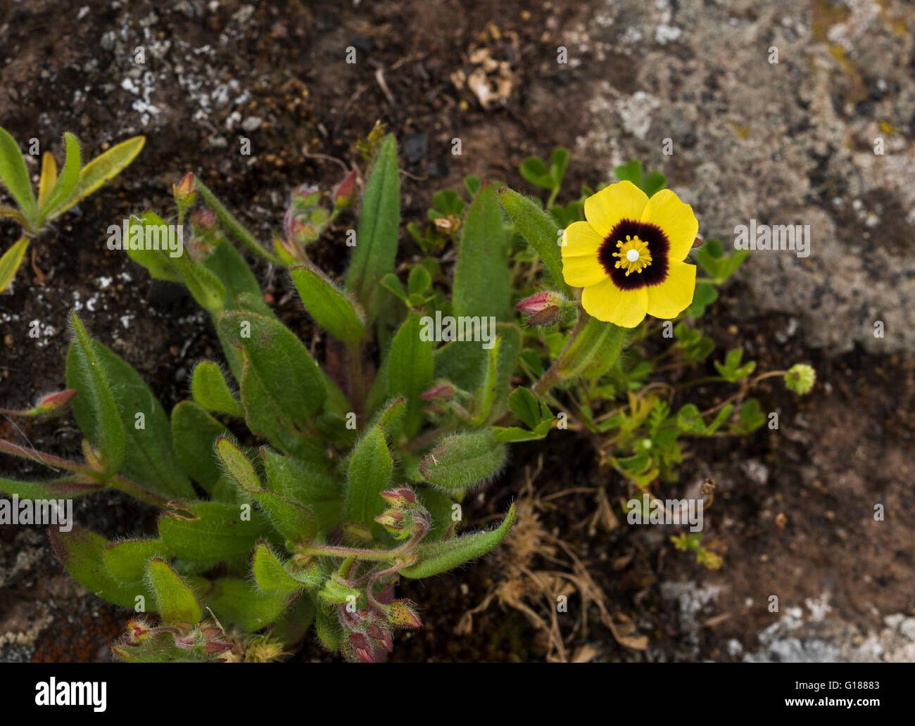 Tuberaria guttata flower hi-res stock photography and images - Alamy