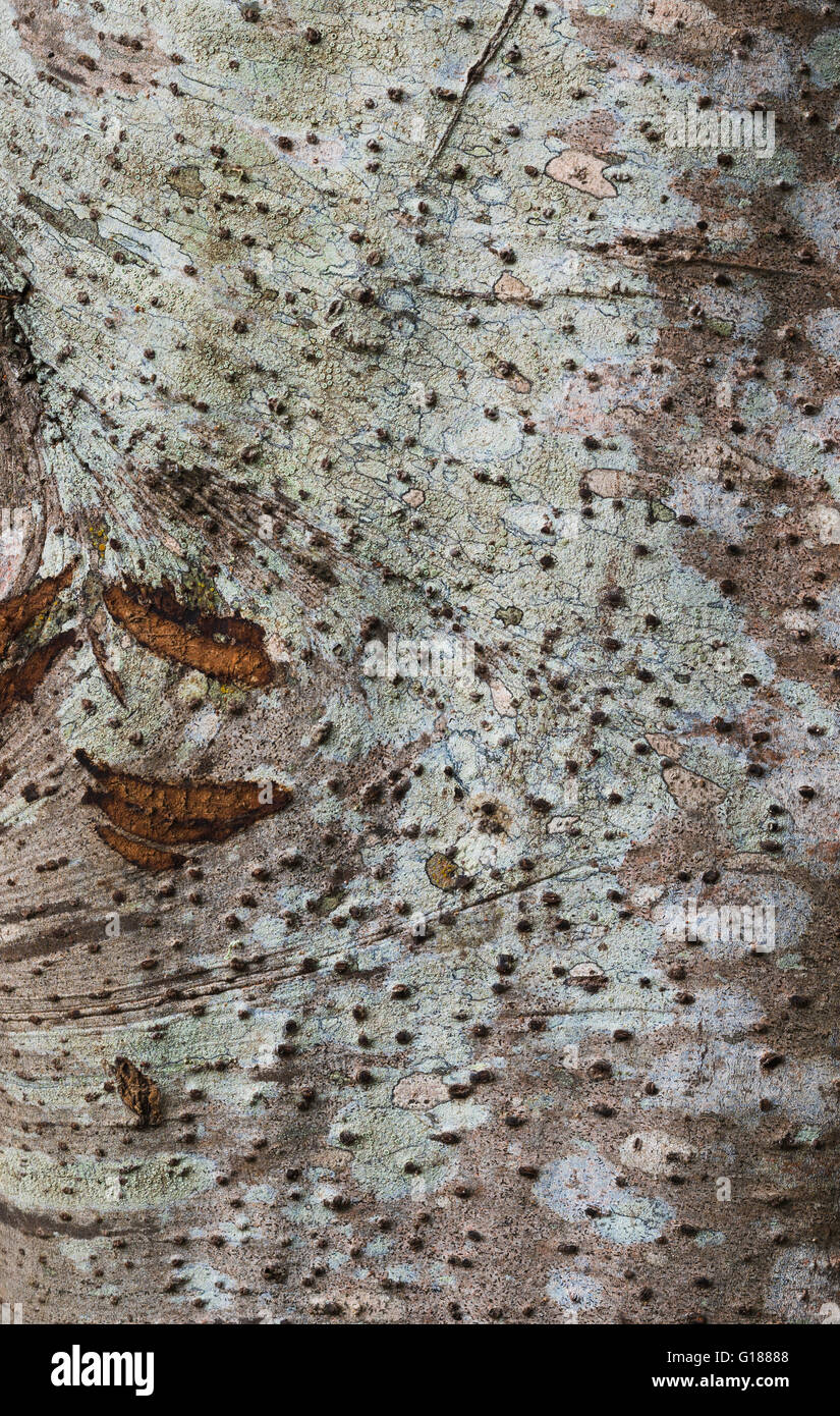 Close-up of bark of Canarian holly tree (Ilex canariensis), Teno Alto ...
