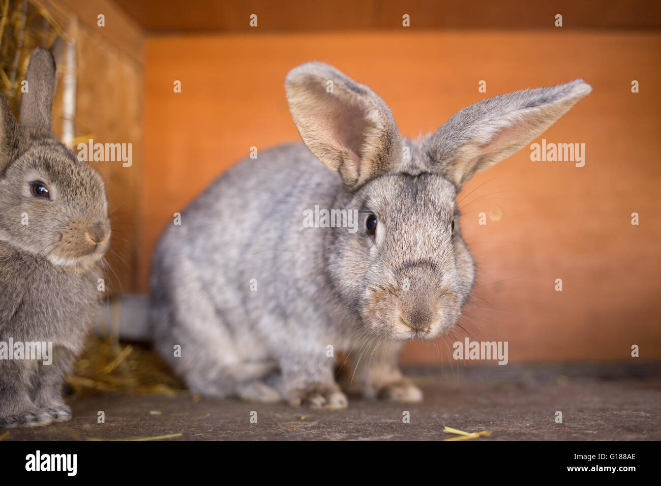 Mature rabbit doe in farm cage or hutch. Breeding rabbits background ...
