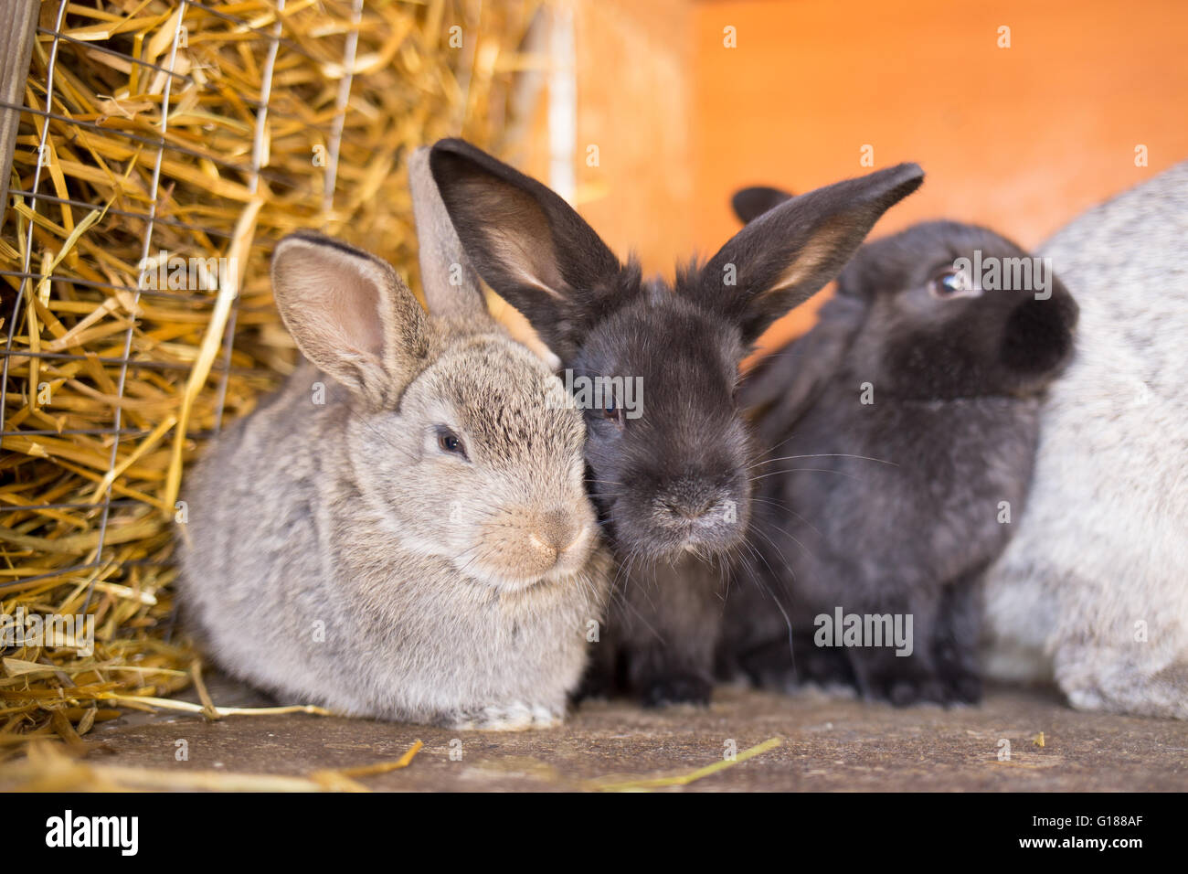 Bunny ranch hi-res stock photography and images - Alamy