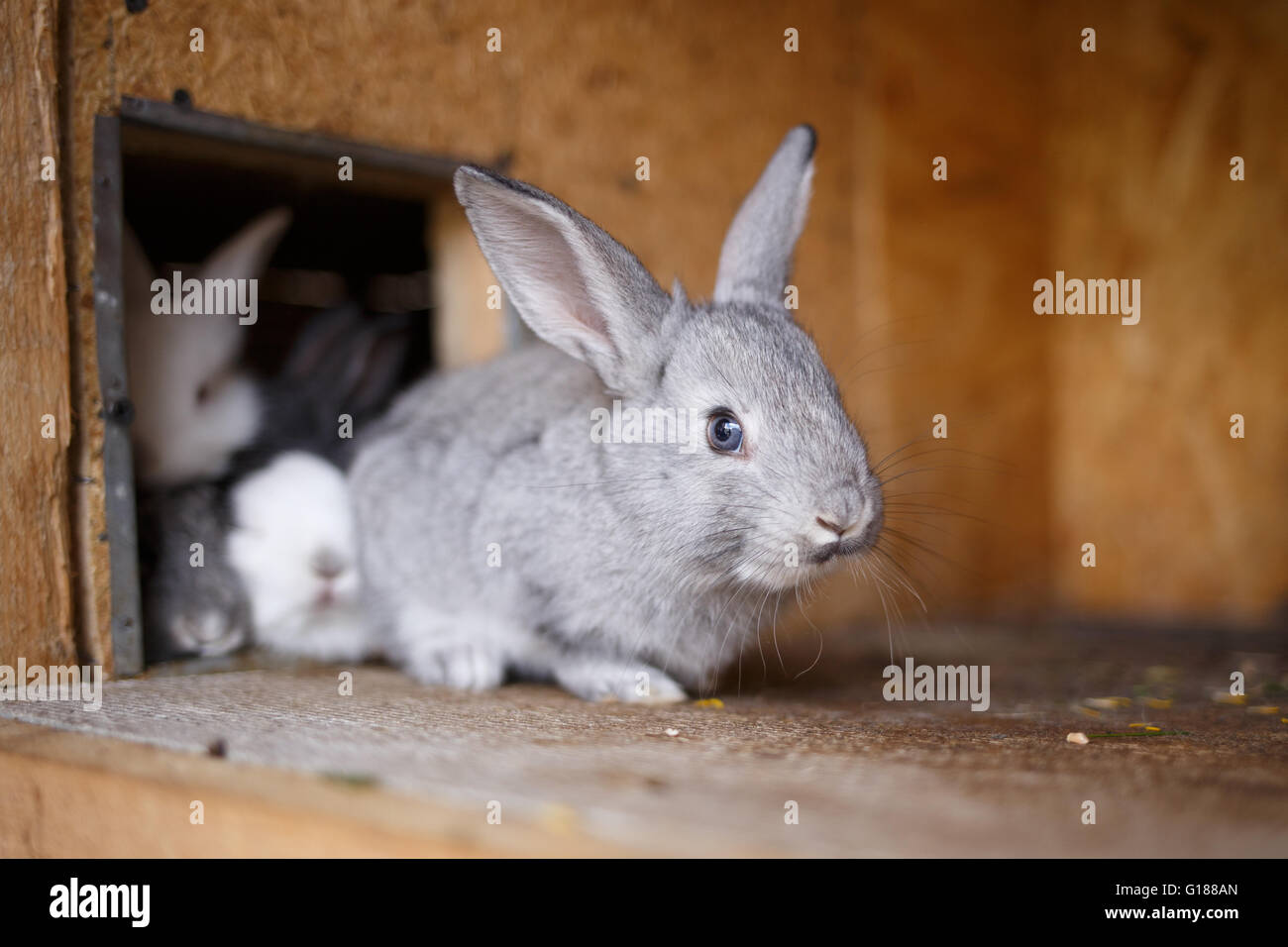 Adorable young bunny in a big wood cage at farm house. Cute small ...