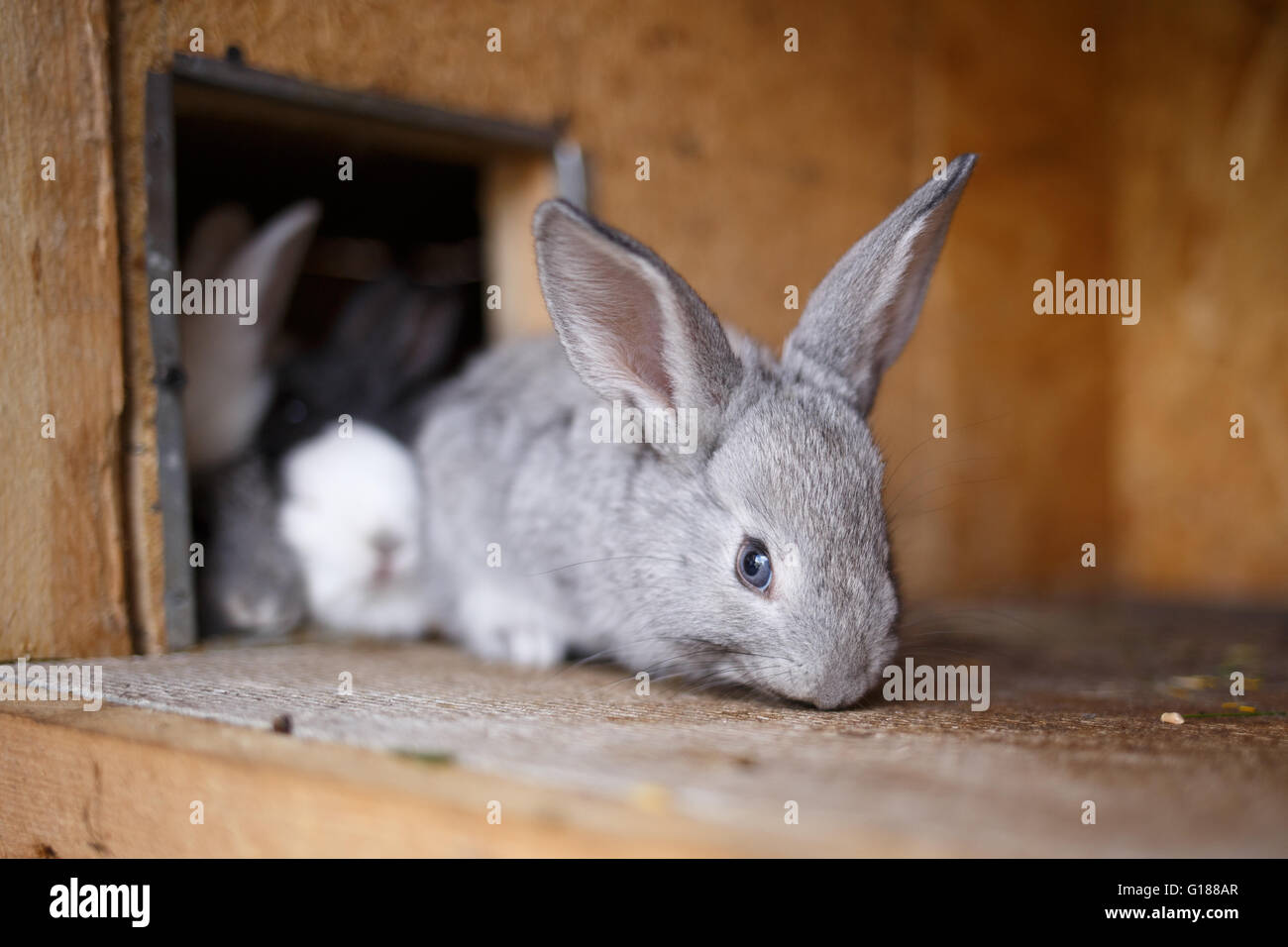 Adorable young bunny in a big wood cage at farm house. Cute small ...