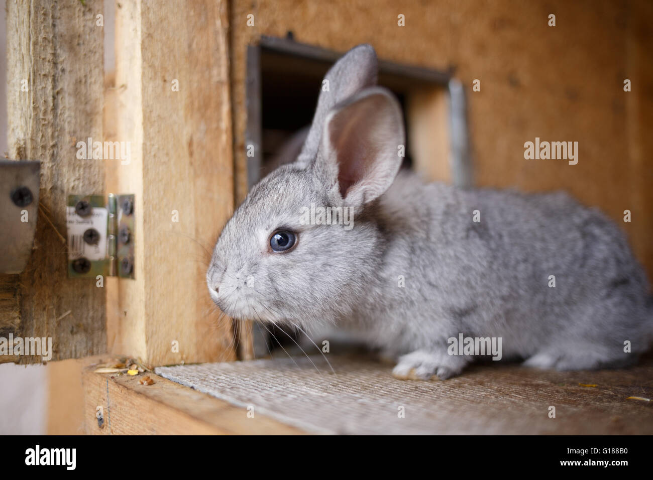 Adorable young bunny in a big wood cage at farm house. Curious small ...