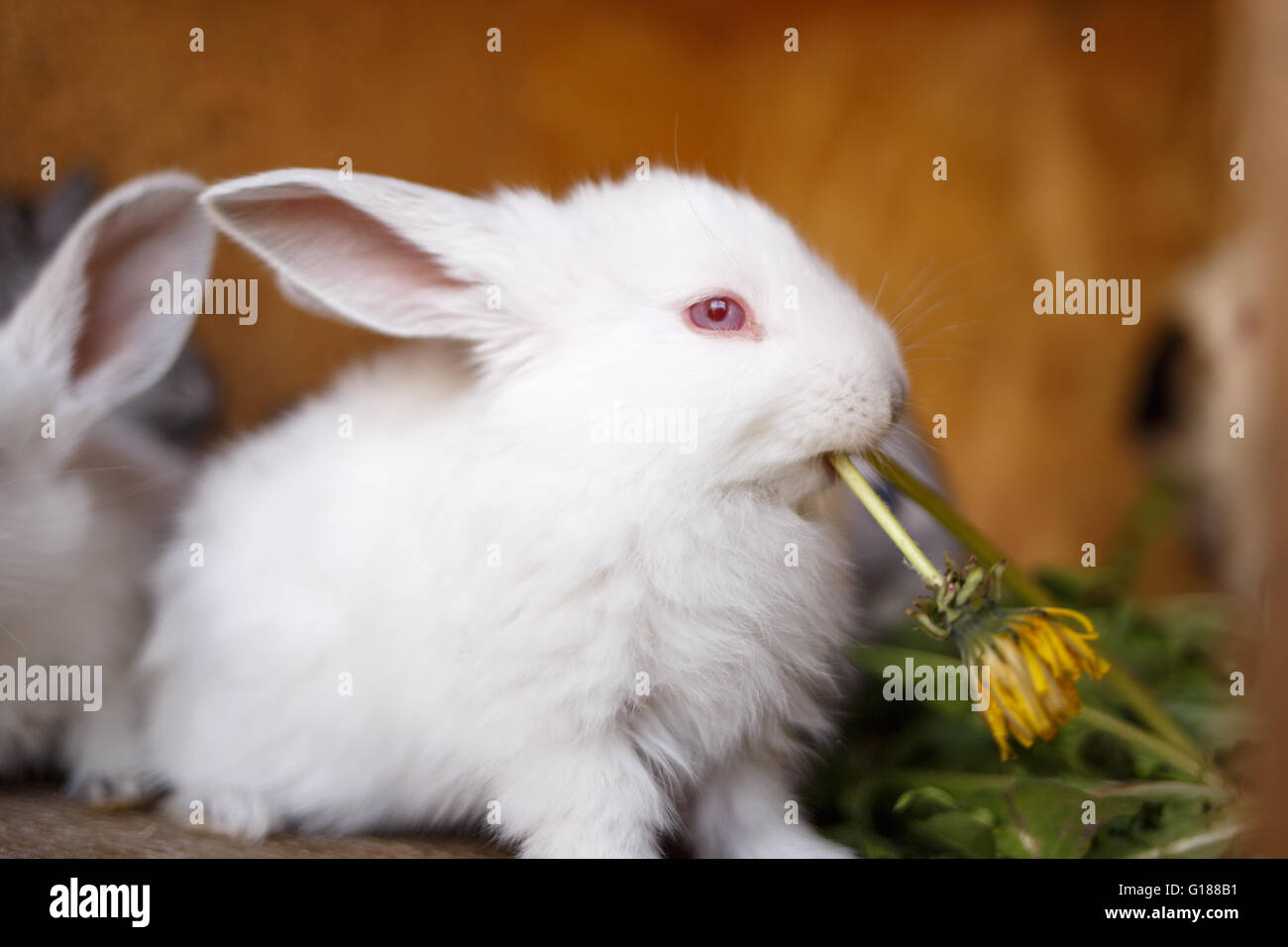 Small white and gray rabbits feed grass in a hutch. Cute bunnies eat ...