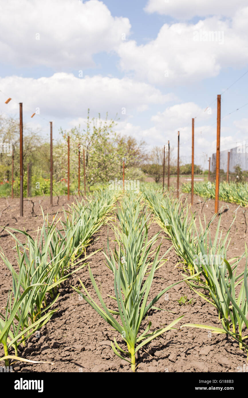 Garlic plantation hi-res stock photography and images - Alamy