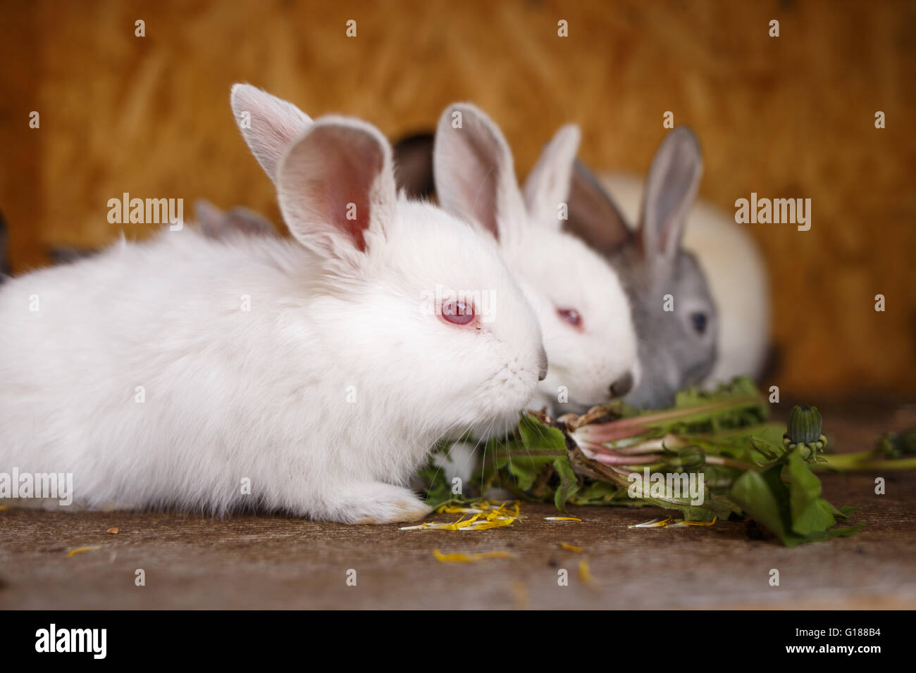 Small white and gray rabbits feed grass in a hutch. Cute bunnies eat ...
