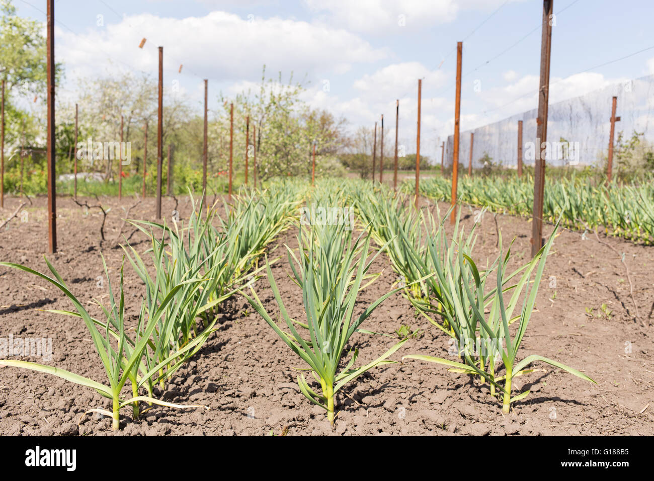 Garlic plantation on farmland. Growing green lush garlic plants Stock ...