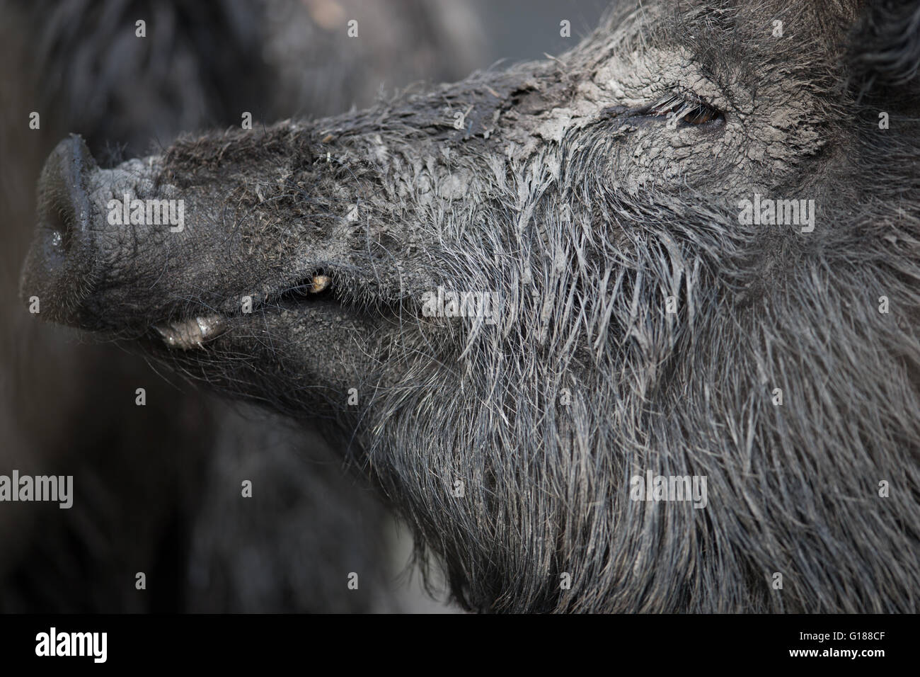 Wild Boar, head shot Stock Photo - Alamy