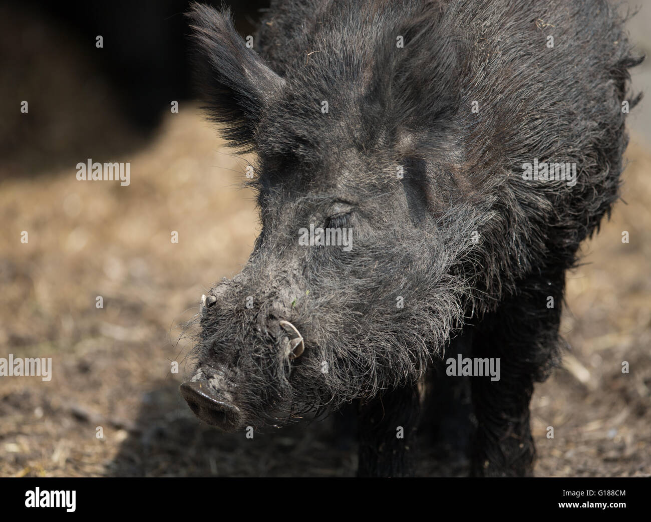 Wild Boar, head shot Stock Photo - Alamy