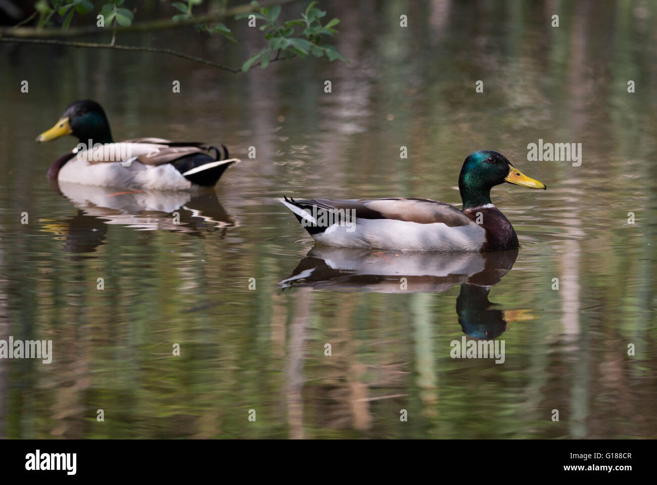 Mallards water hi-res stock photography and images - Alamy