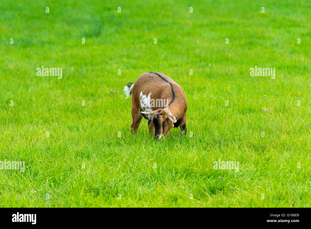 one brown goat eating of green grass at farm Stock Photo - Alamy