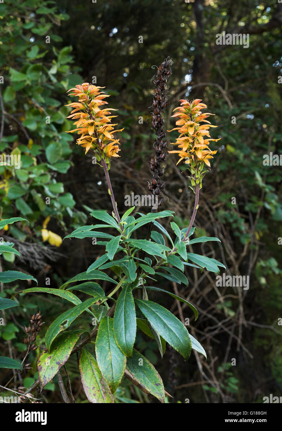 Isoplexis canariensis (canary foxglove, cresta de gallo) in flower in ...