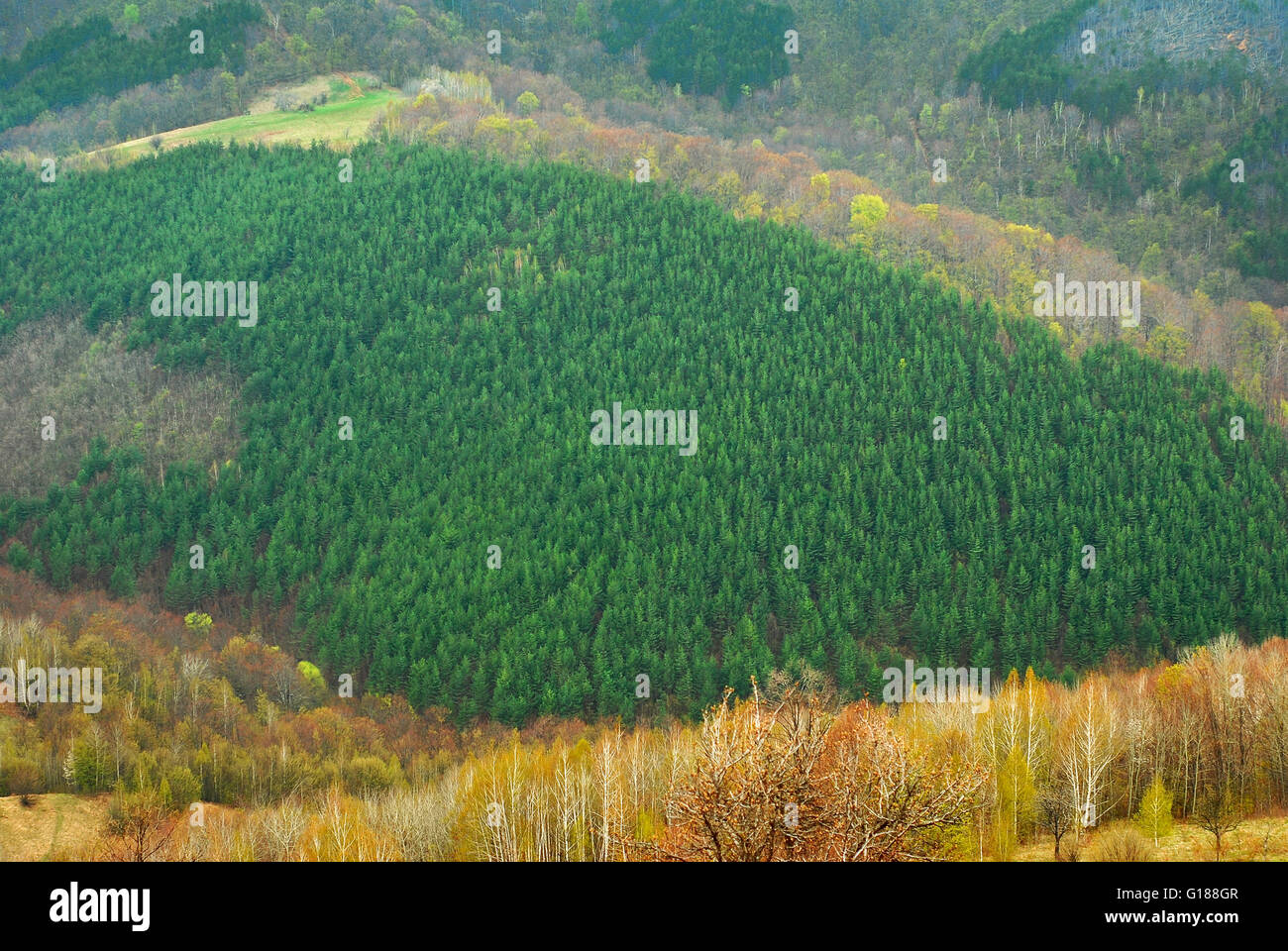 forest aerial view Stock Photo - Alamy