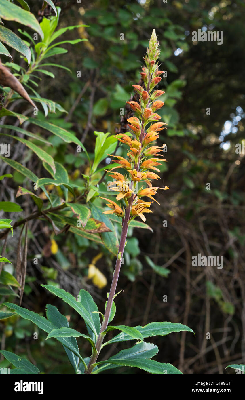 Isoplexis canariensis (canary foxglove, cresta de gallo) in flower in ...