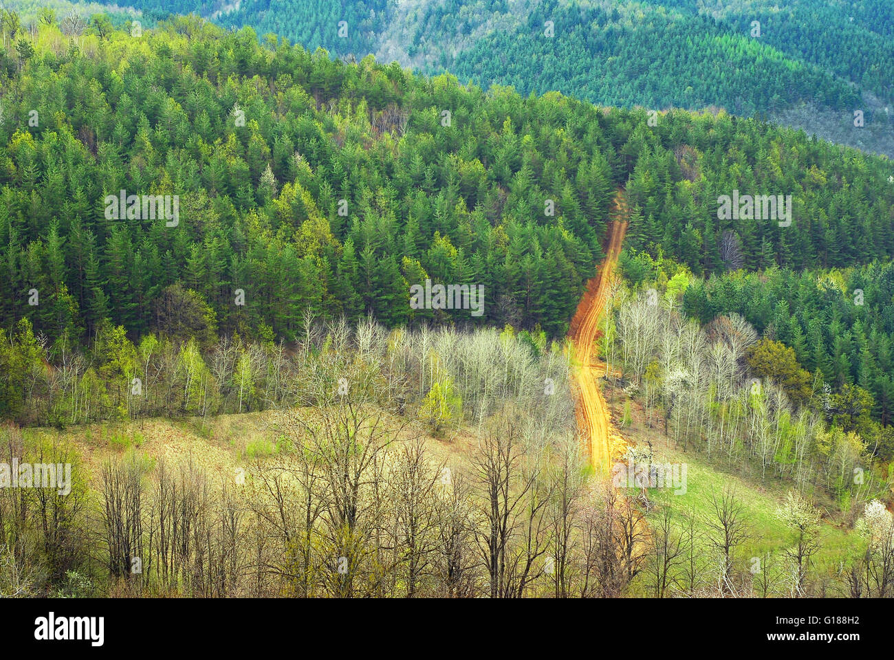 forest road view Stock Photo - Alamy