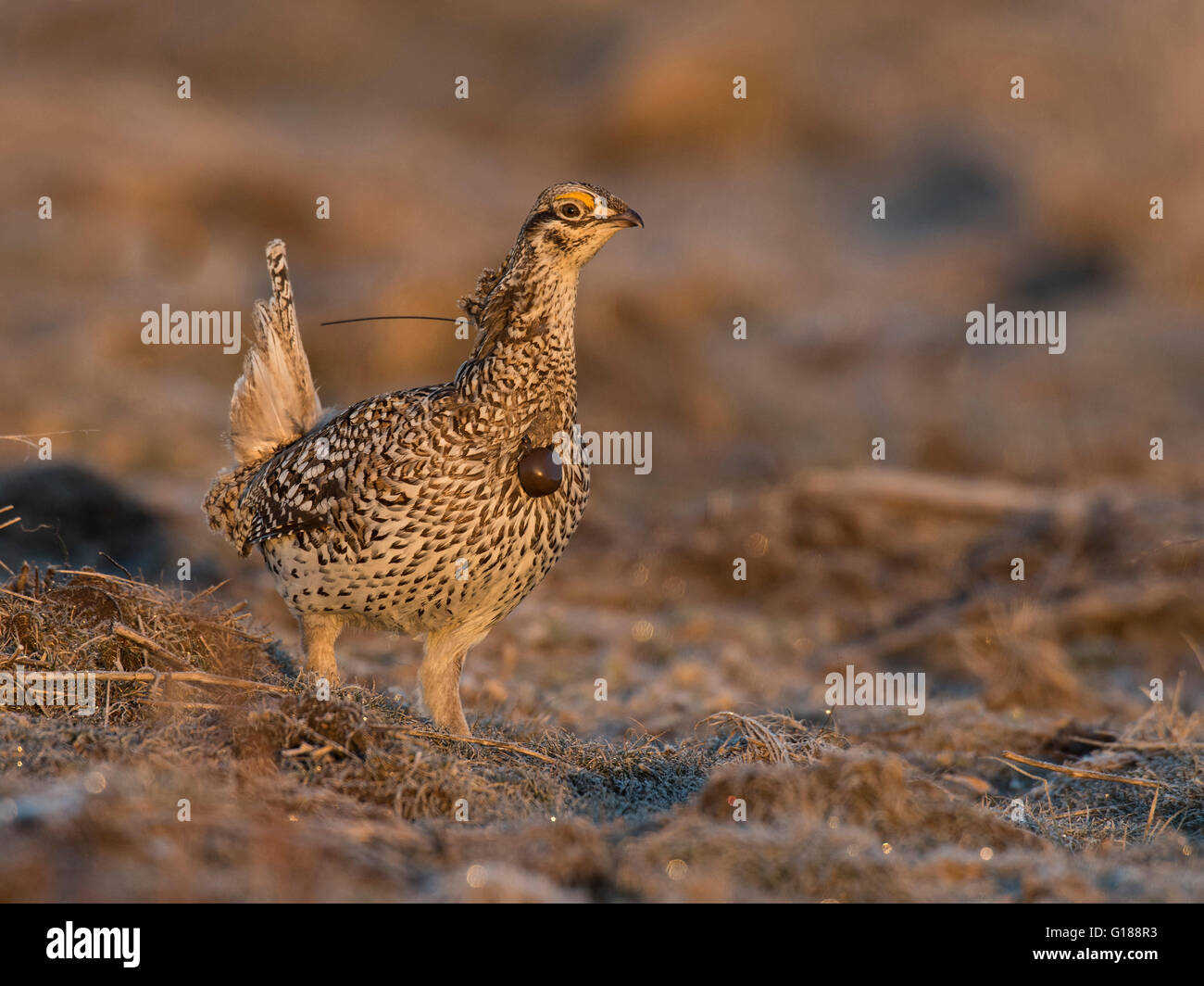 Sharptail Grouse on a Lek in the spring Stock Photo - Alamy