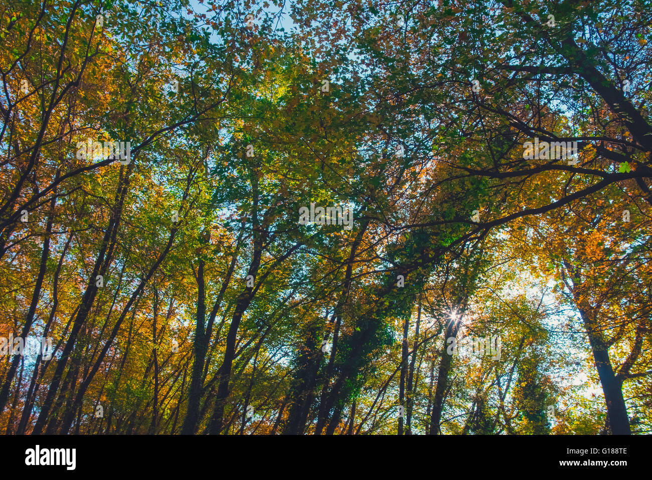 Fall foliage and colorful evening sky hi-res stock photography and ...