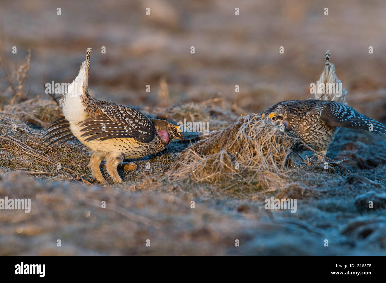 Sharptail Grouse on a Lek in the spring Stock Photo - Alamy