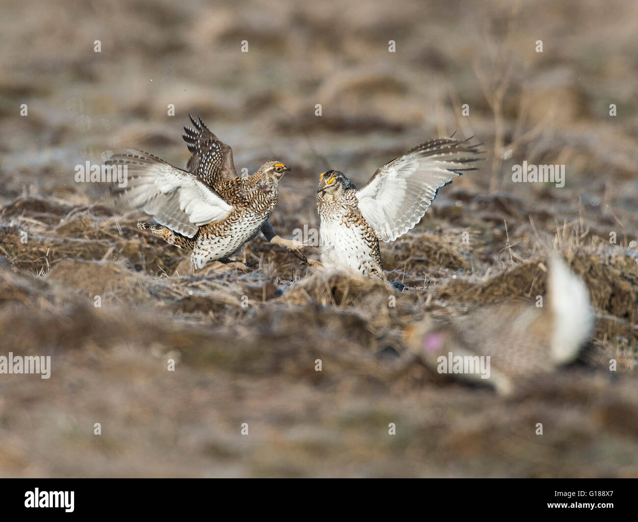 Sharp tailed grouse dancing on lek hi-res stock photography and images ...
