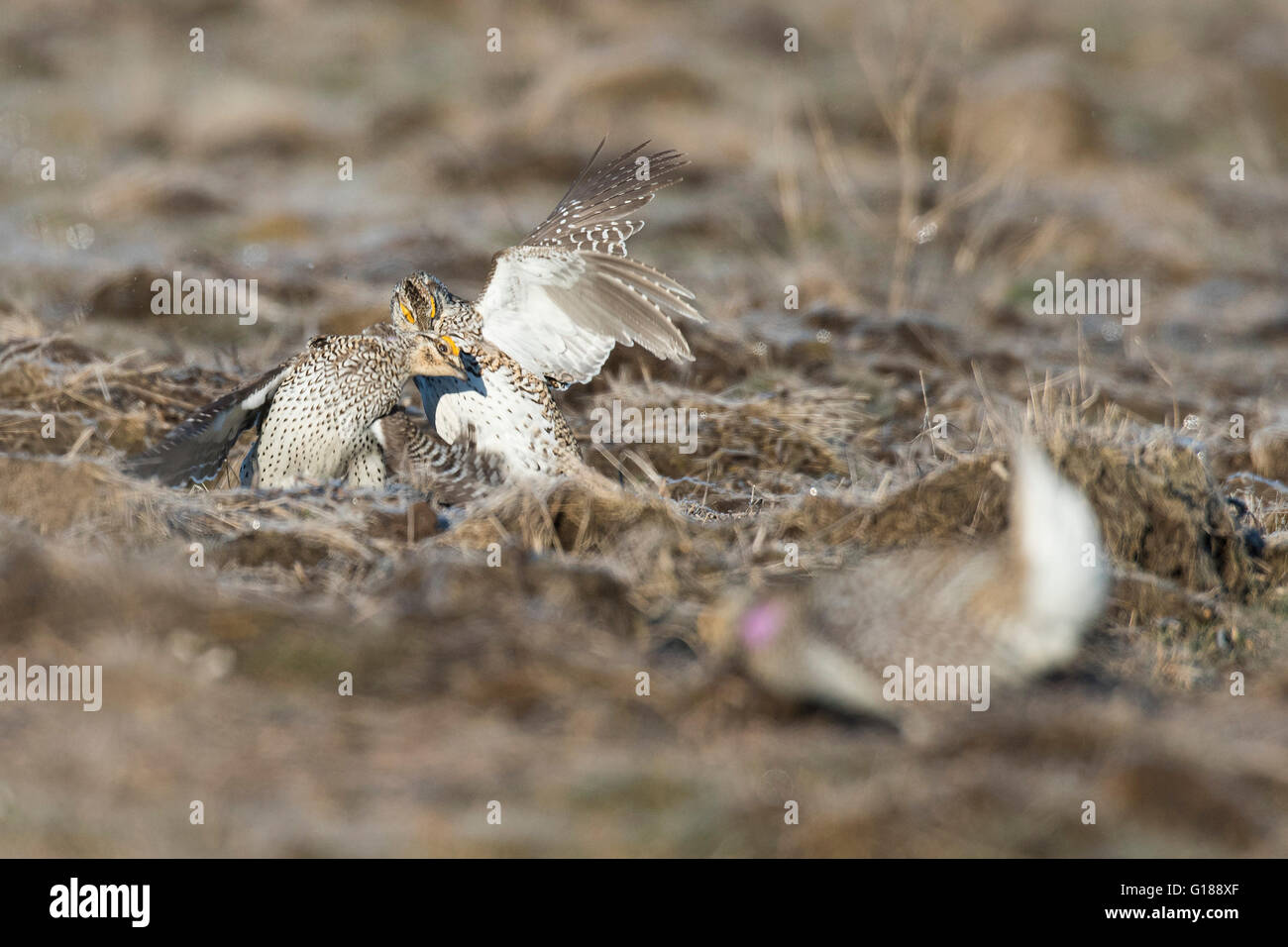 Sharptail Grouse on a Lek in the spring Stock Photo - Alamy