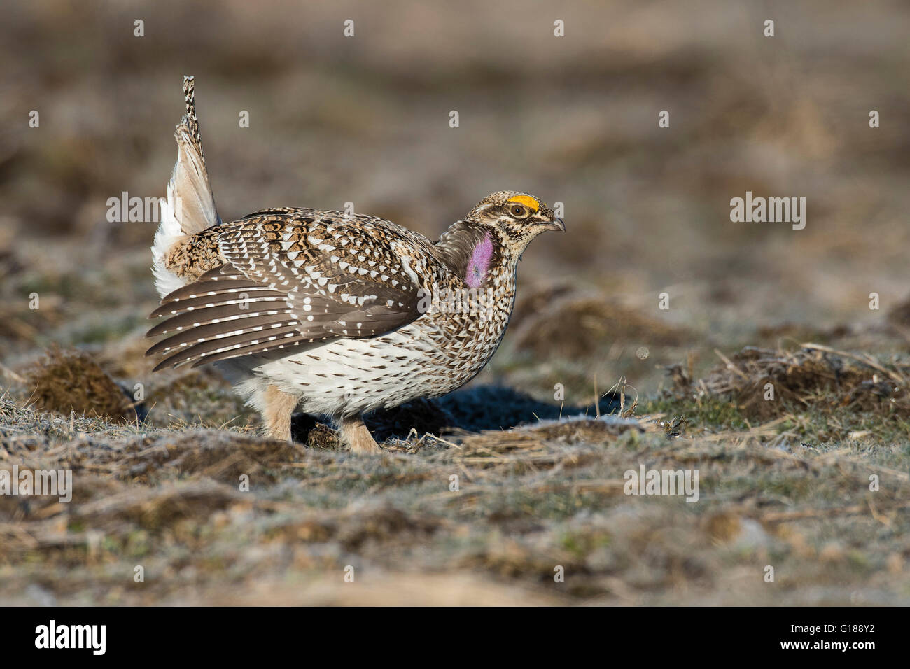 Sharptail Grouse on a Lek in the spring Stock Photo - Alamy