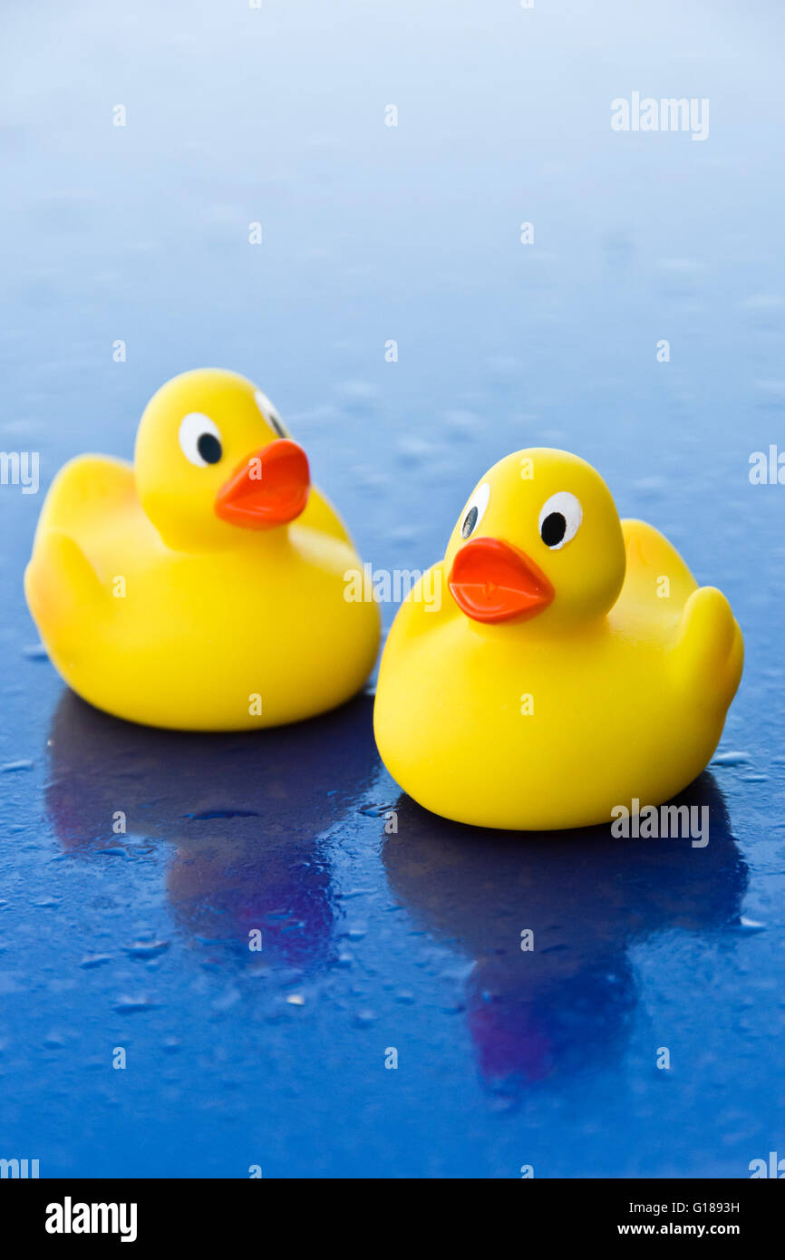two yellow plastic toy ducks on a reflective blue surface with water ...