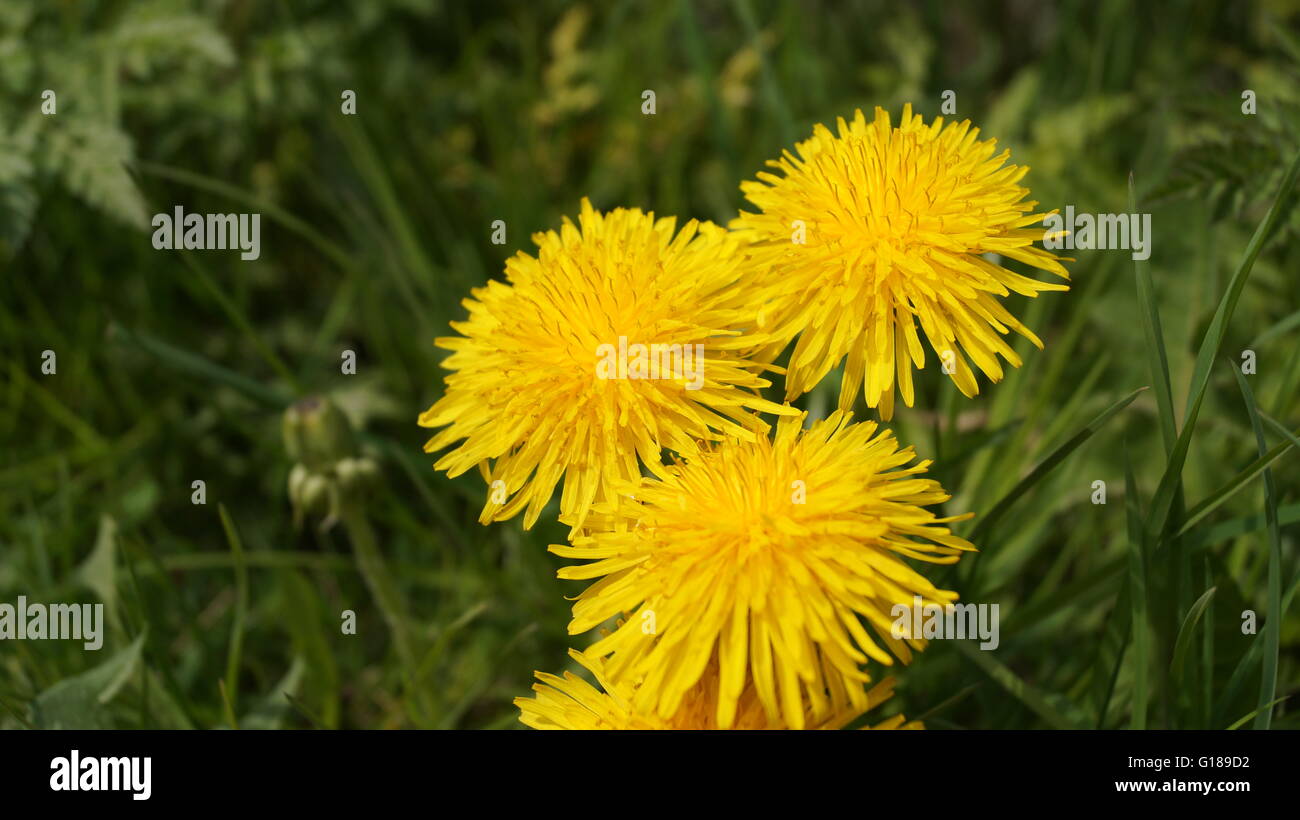 Close up of dandelion flowers Taraxacum officinale Stock Photo - Alamy