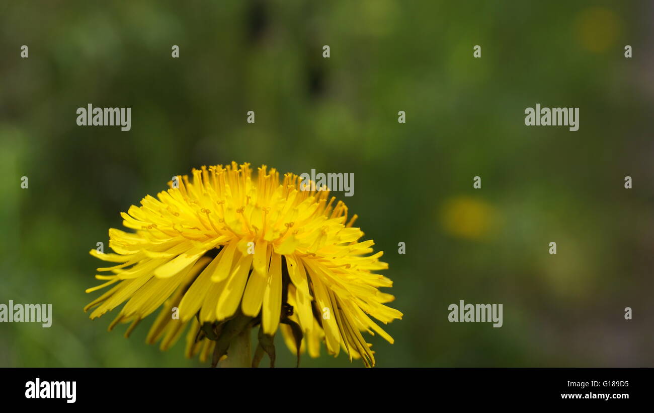 Bee flower side angle view hi-res stock photography and images - Alamy