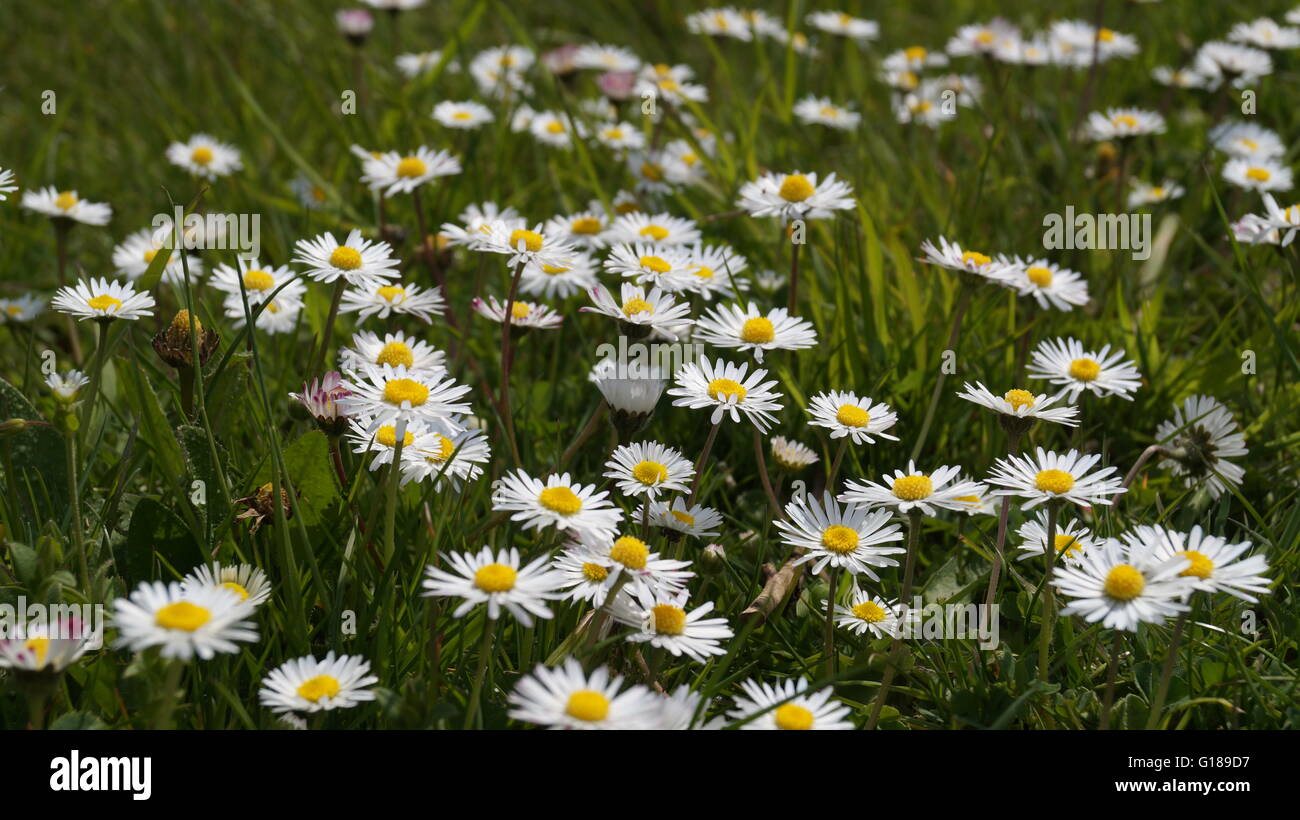 Dasiy chain hi-res stock photography and images - Alamy