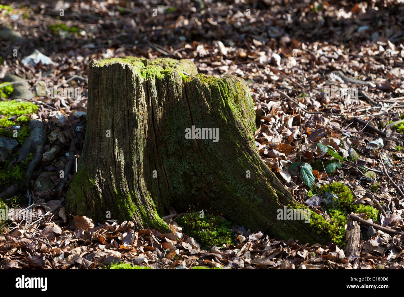Rotting Stump Stock Photos & Rotting Stump Stock Images - Alamy