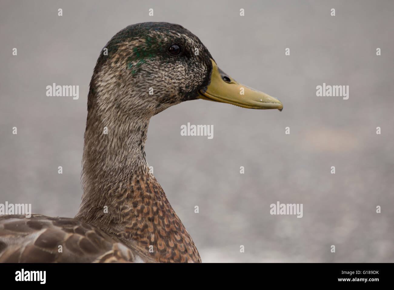 Duck crossing the street in New Jersey Stock Photo - Alamy