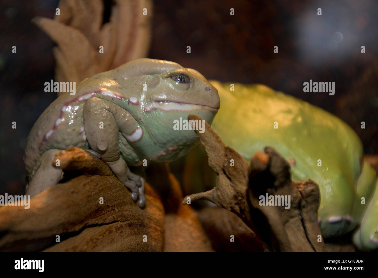 Ugly frog hi-res stock photography and images - Alamy