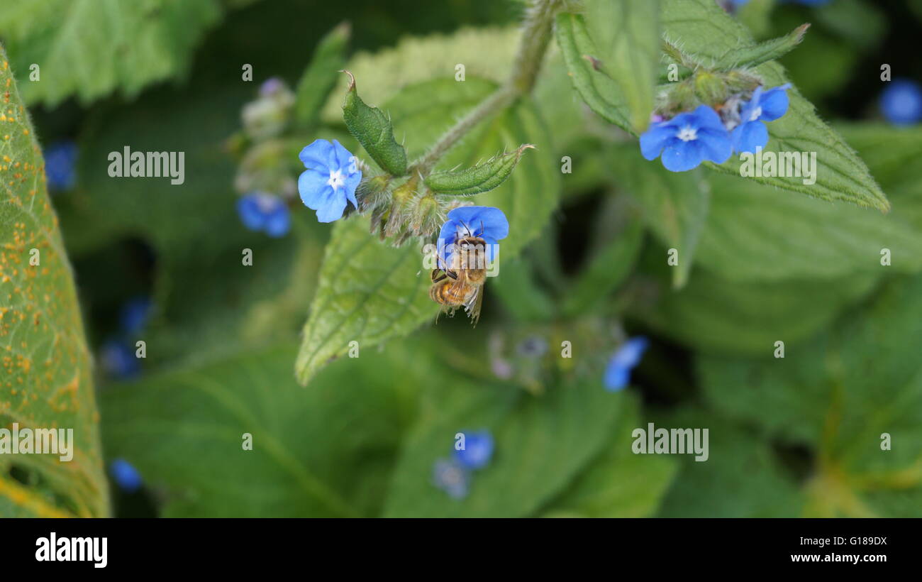 Honey bee on a forget-me-not flower with fragile broken wings Stock ...