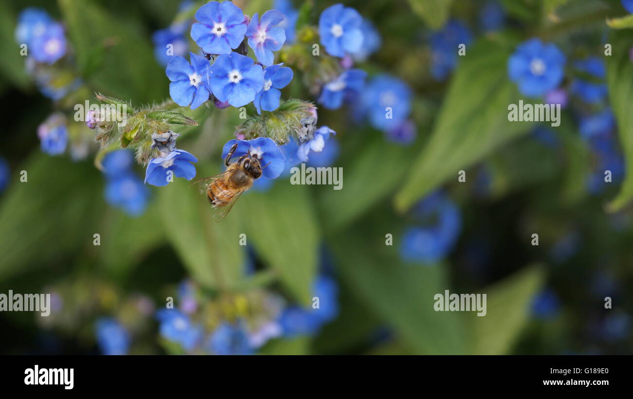 Honey bee on forget-me-not flower, bee with broken wings Stock Photo ...