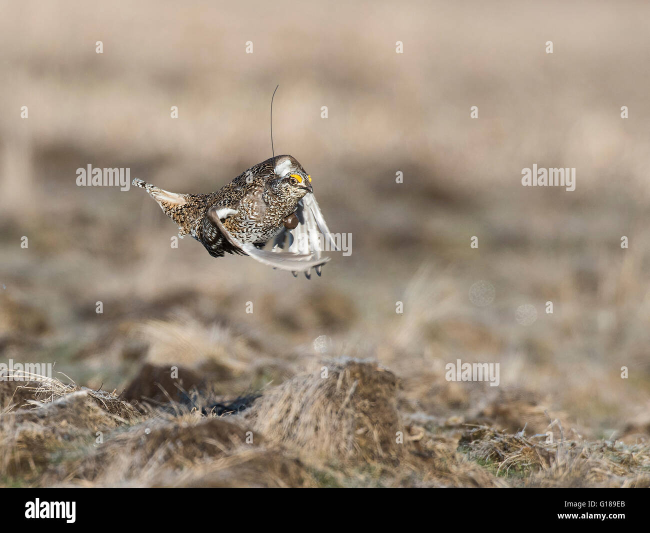 Sharp tailed grouse fighting hi-res stock photography and images - Alamy