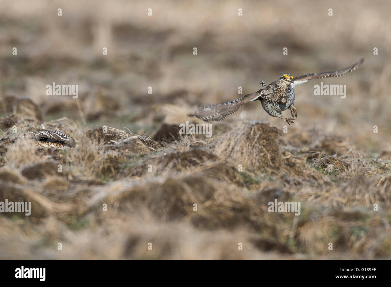Sharp tailed grouse fighting hi-res stock photography and images - Alamy