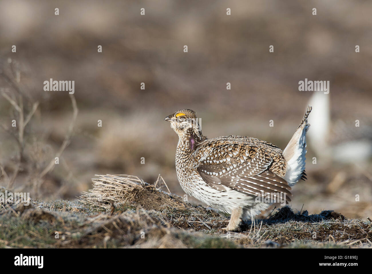 Sharptail Grouse on a Lek in the spring Stock Photo - Alamy