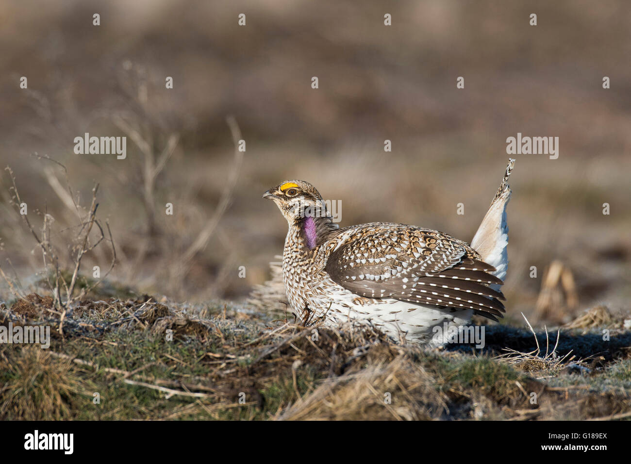 Sharptail Grouse on a Lek in the spring Stock Photo - Alamy