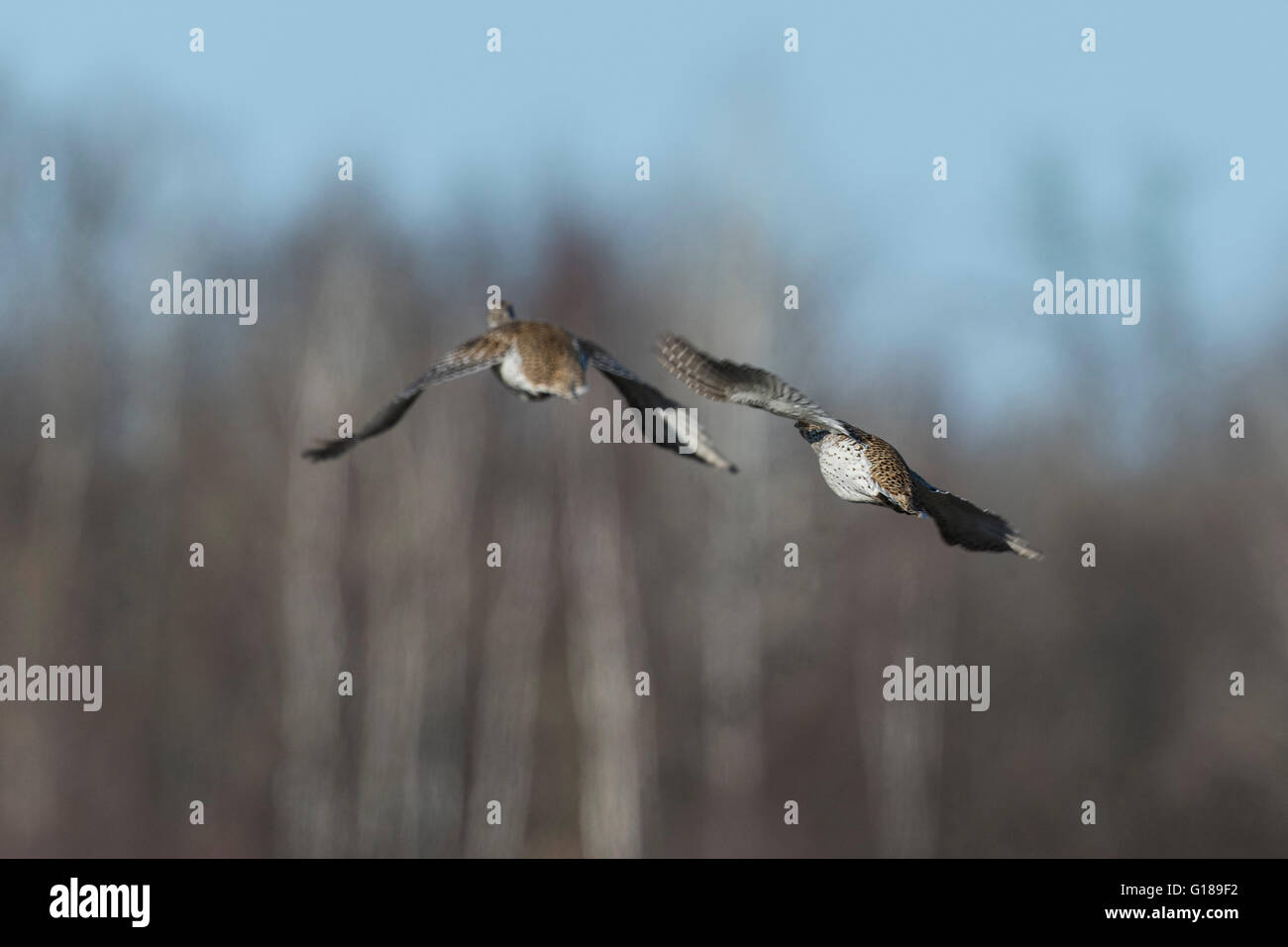 Sharp tailed grouse flying hi-res stock photography and images - Alamy